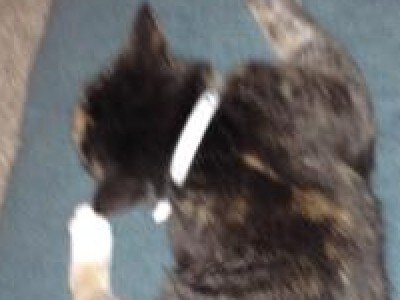 Kashmir Cats | Kashmir Cat Breed Info & Pictures | petMD